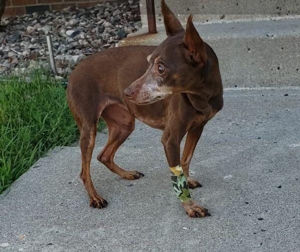 We almost lost Pixie :( – Pipenhagen Blog